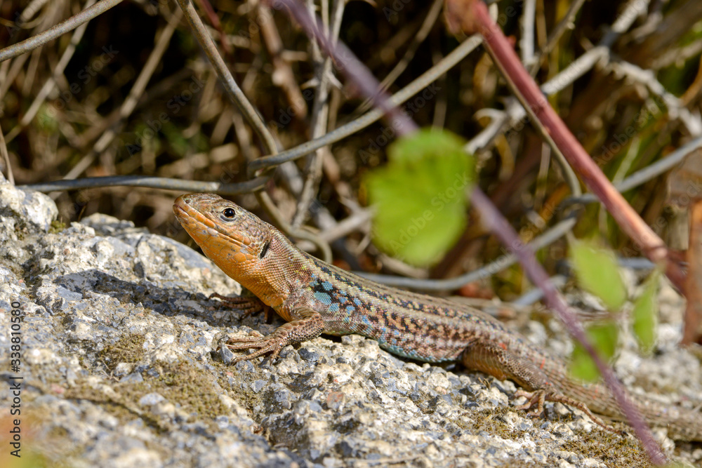 Peloponnese wall lizard (Podarcis peloponnesiacus), male, Peloponnese ...