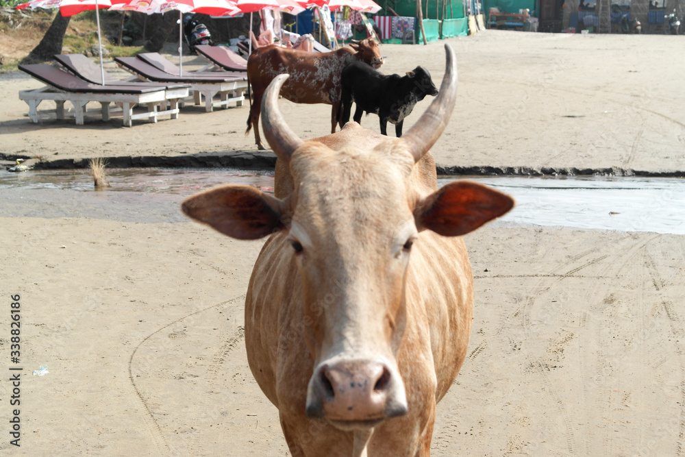 Cows roam free on a beach in India. Stock Photo | Adobe Stock