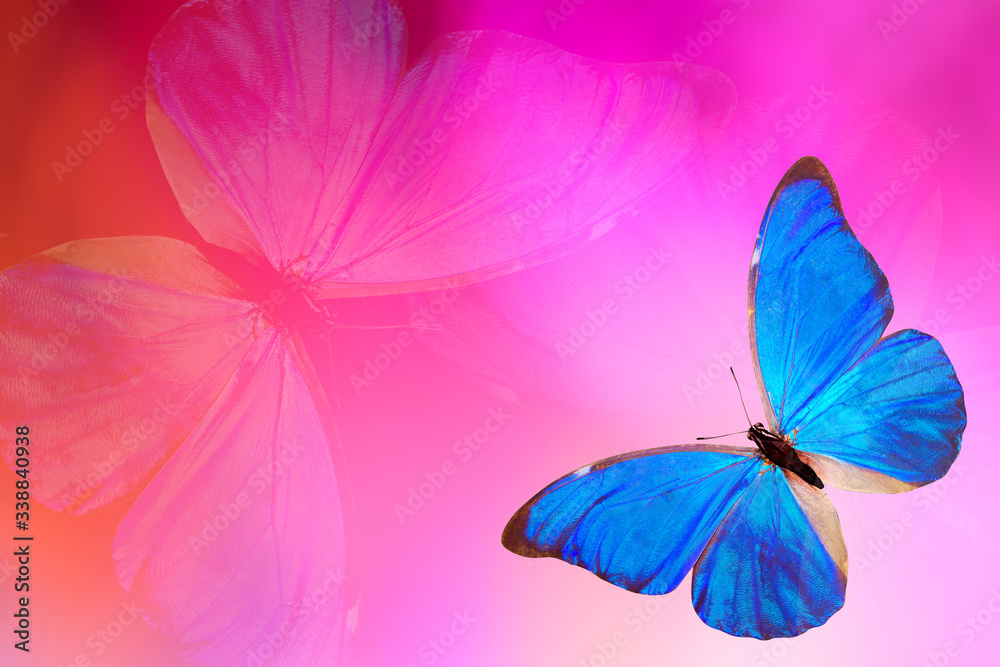 blue butterfly on a color gradient background. Stock Photo | Adobe Stock