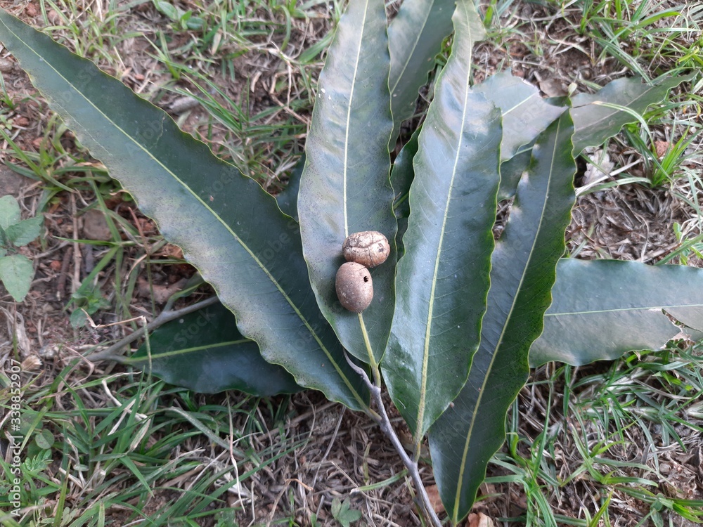Polyalthia longifolia (the Ashoka native to India) seeds. A lofty ...