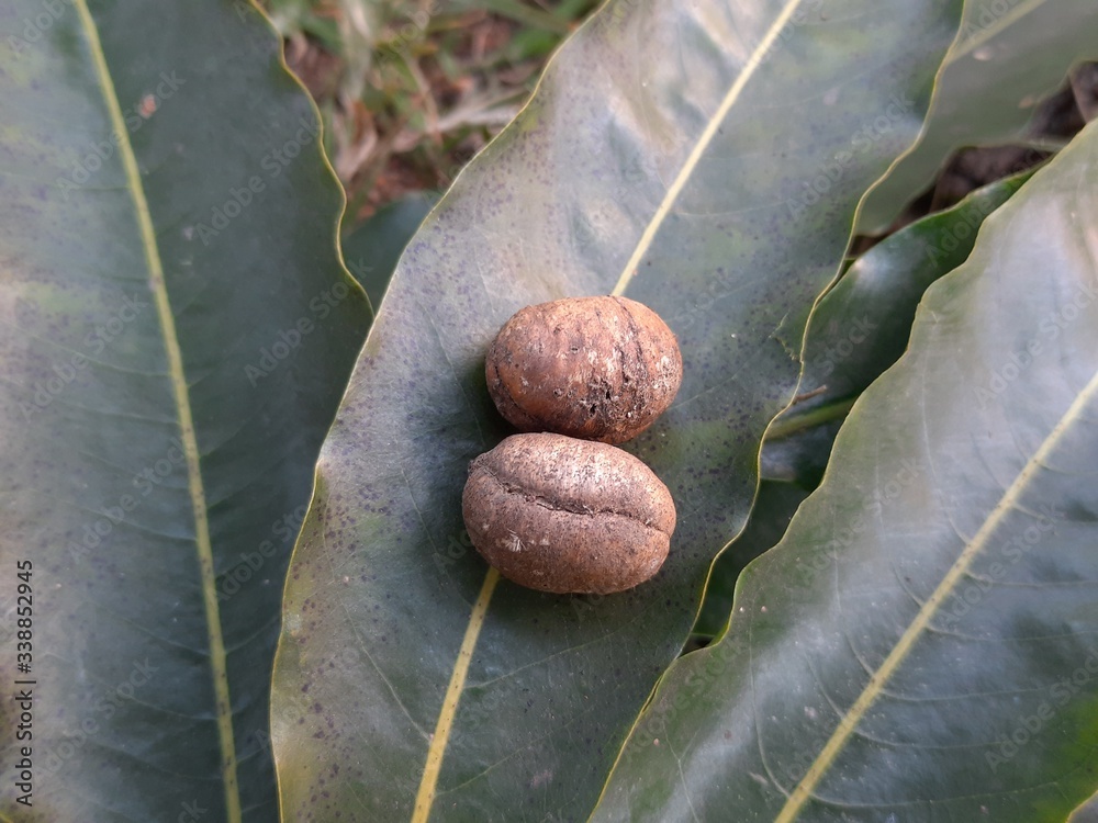 Polyalthia longifolia (the Ashoka native to India) seeds. A lofty ...