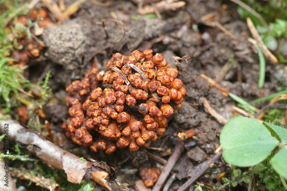Alder tree root nodules form a symbiosis with nitrogen-fixing bacteria ...