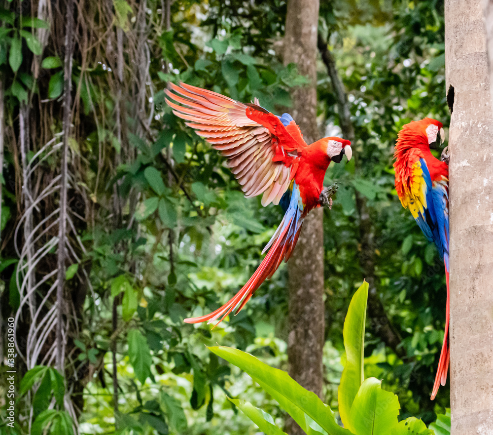 scarlet macaw couple returning to their nest tree in costa rica Stock ...