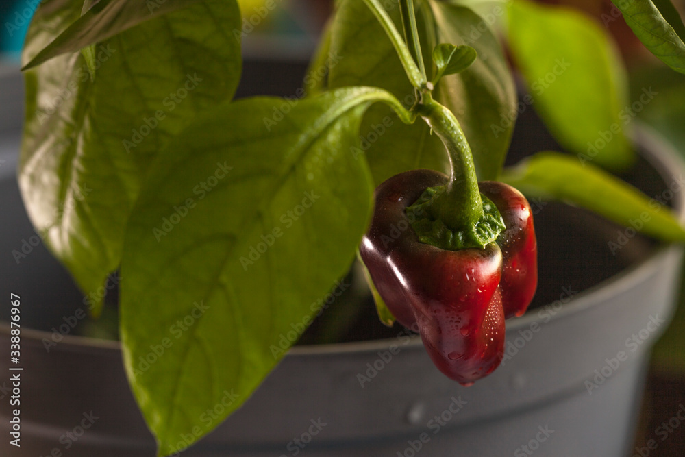 planta de pimenton Rojo en maceta casera Stock Photo | Adobe Stock