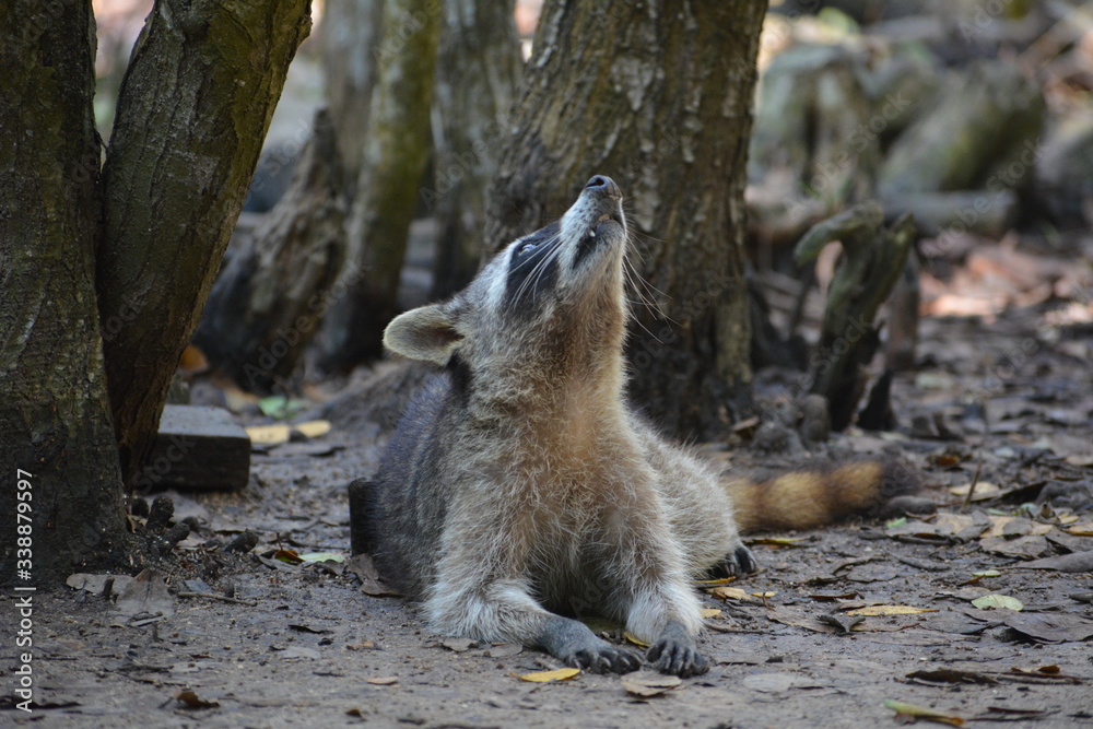 Mapache visto en "el corchito" en Yucatan, viendo al cielo Stock Photo ...