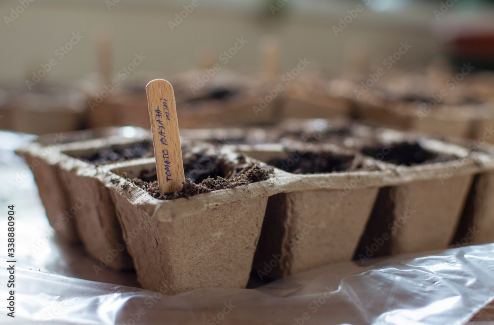 A lot of carton containers with soil and seeds of tomatoes indoors ...