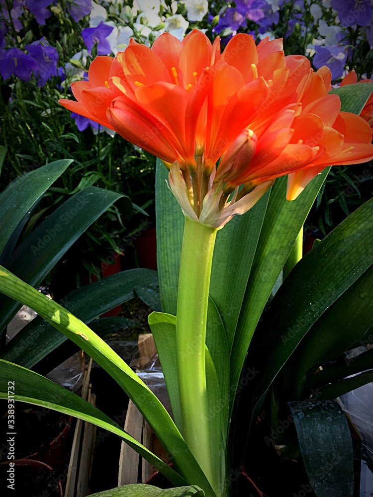 Clivia Plant Growing In Yard Stock Photo | Adobe Stock