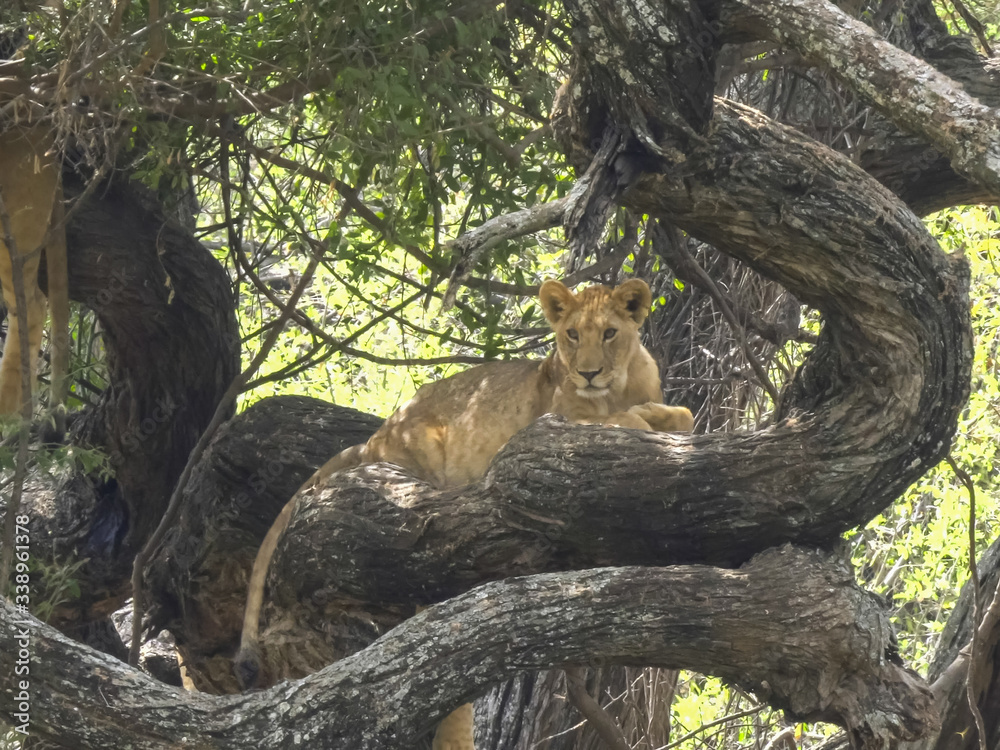 famous tree climbing lion in tree facing camera at lake manyara Stock ...