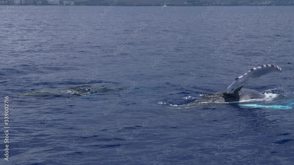 Humpback whale pectoral fin slap in Hawaii medium shot Stock Video ...