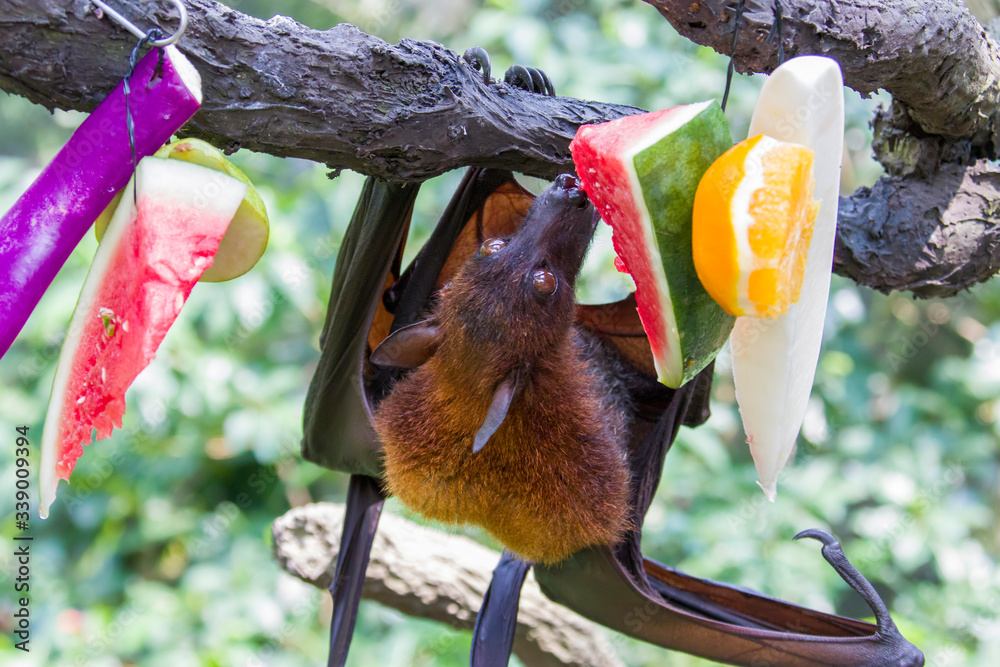 What Do Megabats Eat