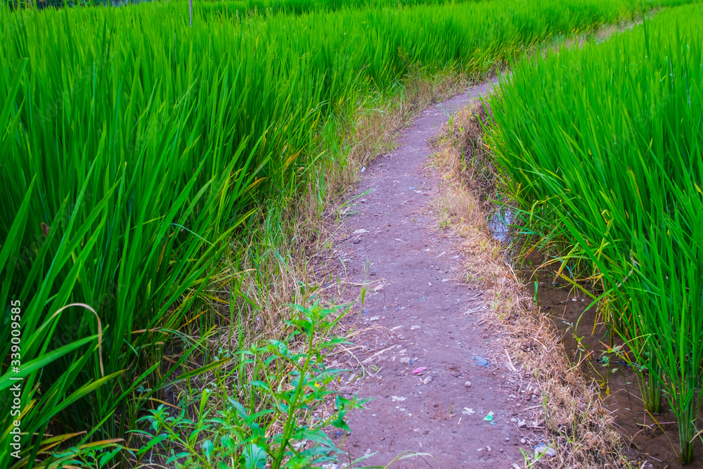 illustrastion photograph of rice in rice field showing healthy food ...
