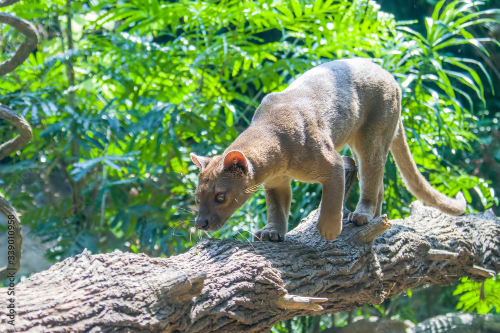 The fossa (Cryptoprocta ferox) is walking on the tree. A cat-like, the ...