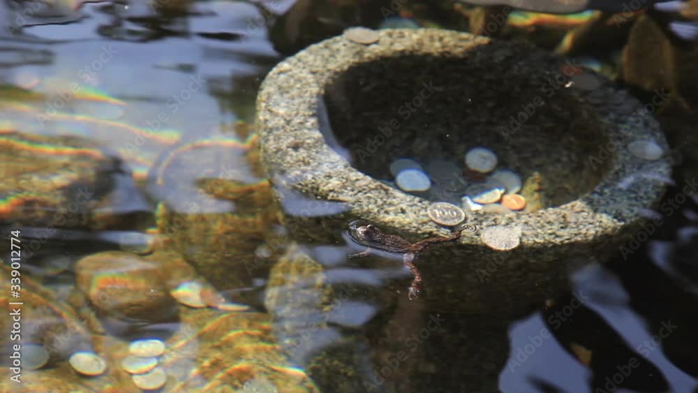 Swimming Frog at Botapsa Temple in Jincheon-gun, south korea. Stock ビデオ ...