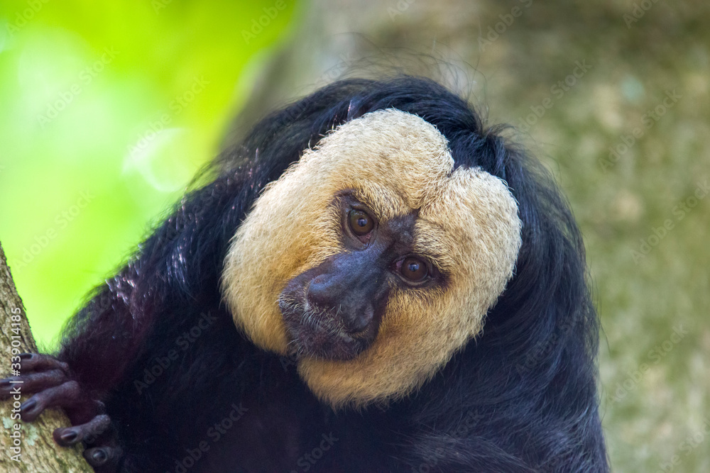the closeup image of male White-faced saki. A species of the New World ...