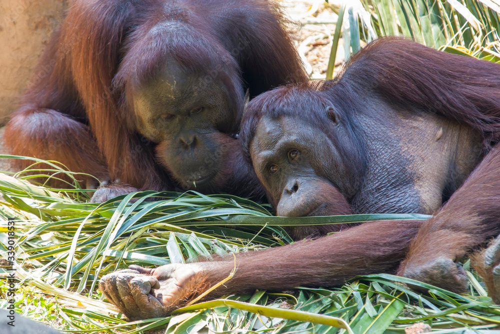 Fotografia do Stock: Bornean orangutan (Pongo pygmaeus) is lying under ...