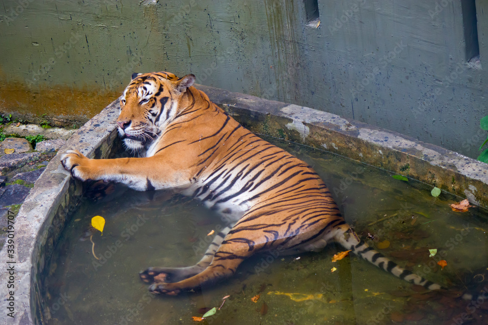 A Malayan tiger is sleeping in the water pool. It is a tiger population ...
