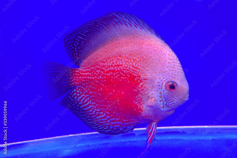 Pink Discus Fish