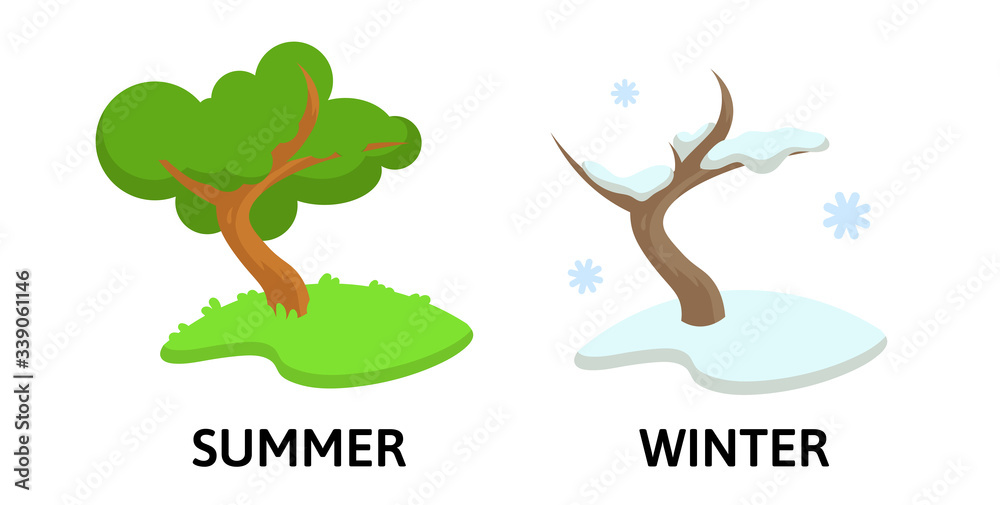 Words winter and summer opposites flashcard with cartoon tree in two ...