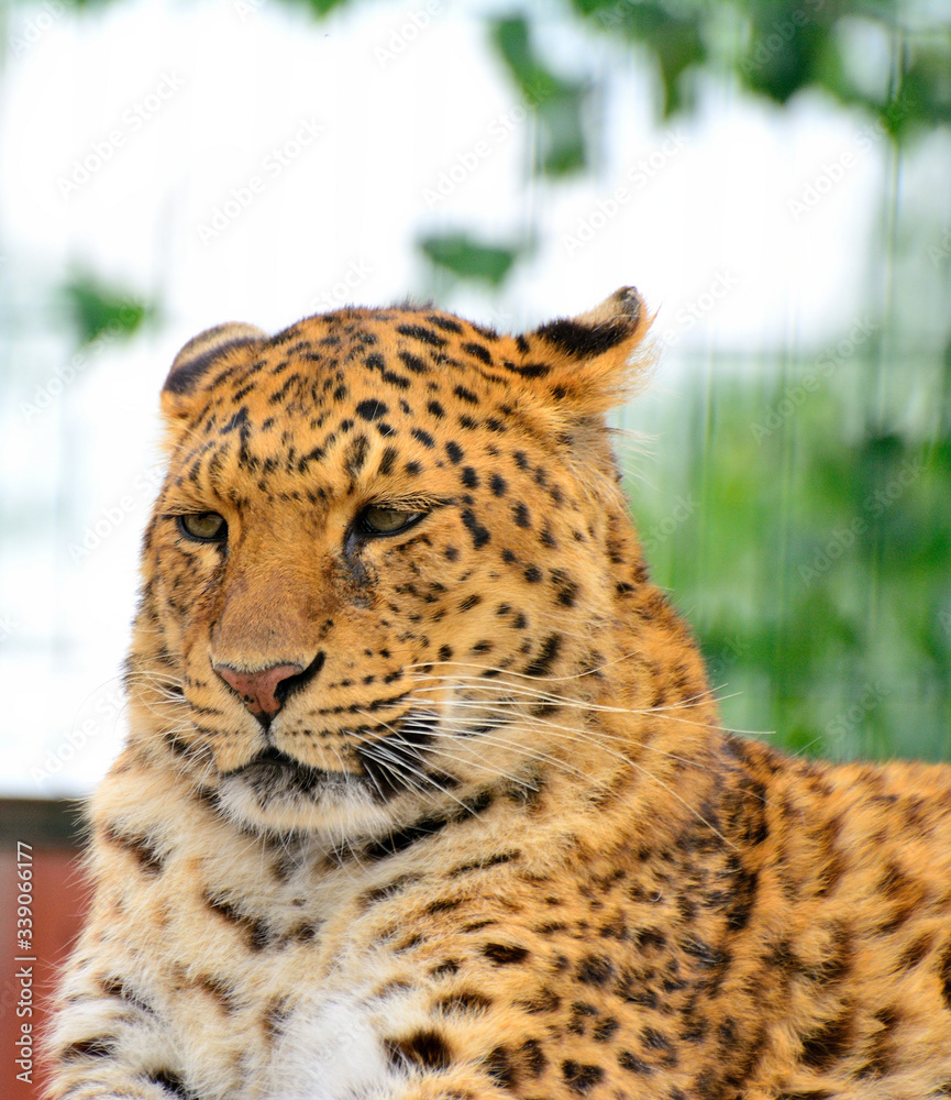 Endangered amur leopard resting in the nature habitat. Wild animals in ...