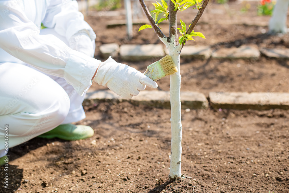 A farmer in white overalls covers a tree with white paint for ...