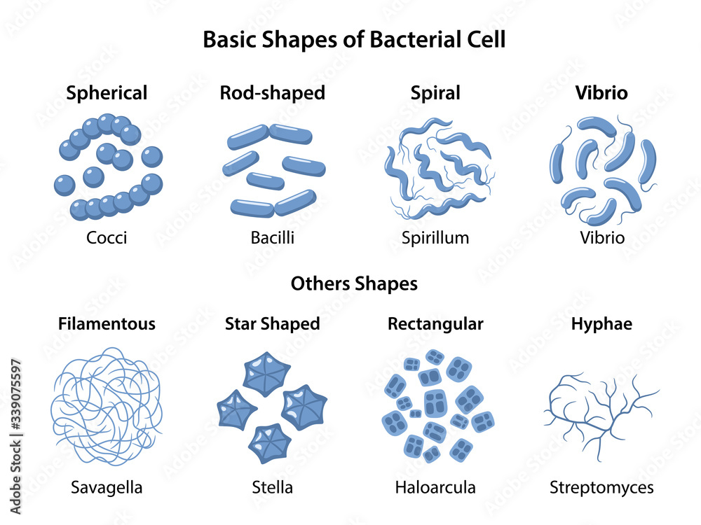 Basic shapes and arrangements of bacteria. Microbiology. Types of ...