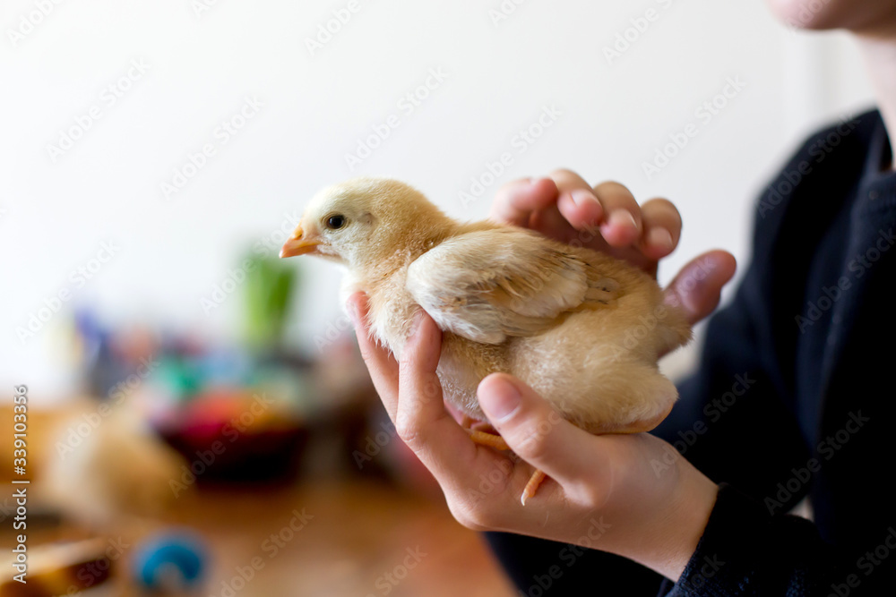 Preteen child, holding little baby chick at home on Easter day Stock ...