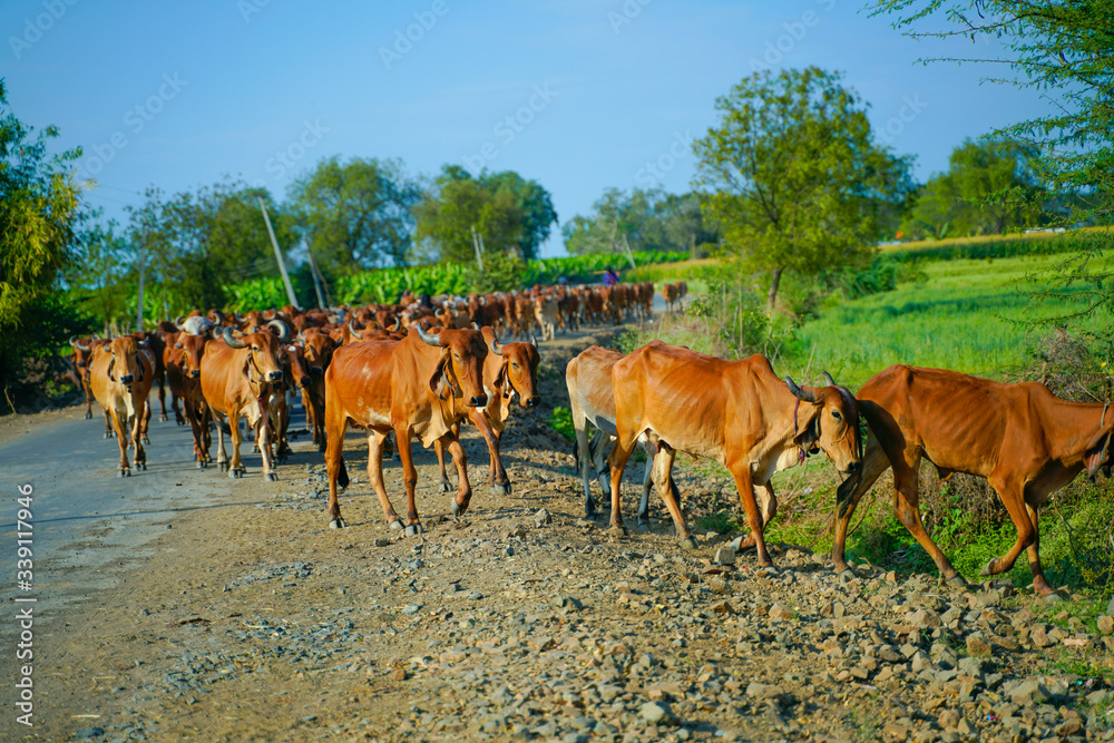 Indian cattle field ,Rural india Stock Photo | Adobe Stock