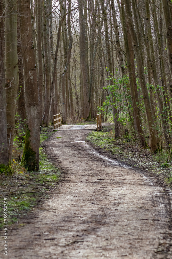 chemin et pont en foret Stock Photo | Adobe Stock