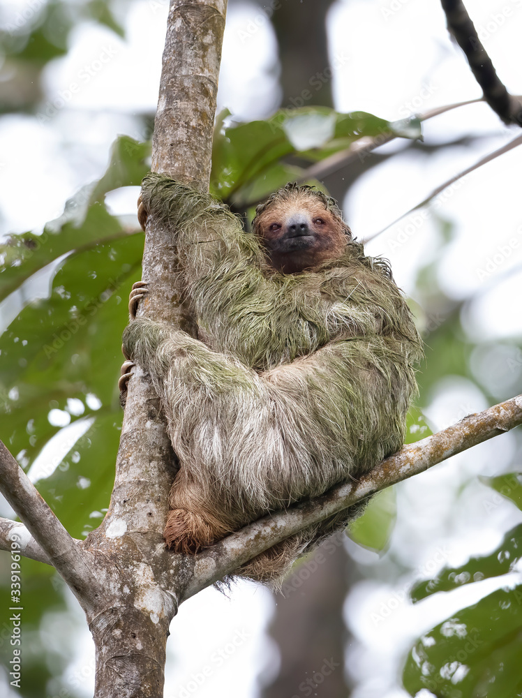 Sloth Sitting