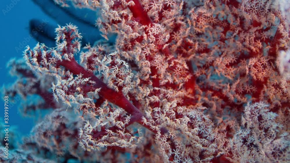Detail of a soft coral (Dendronephthya) with its polyps, Raja Ampat ...