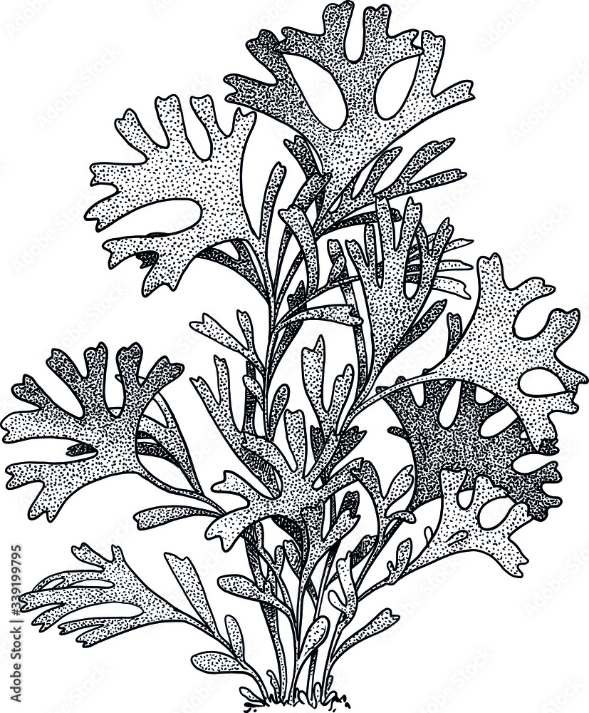 Red algae illustration, drawing, colorful doodle vector Stock Vector ...