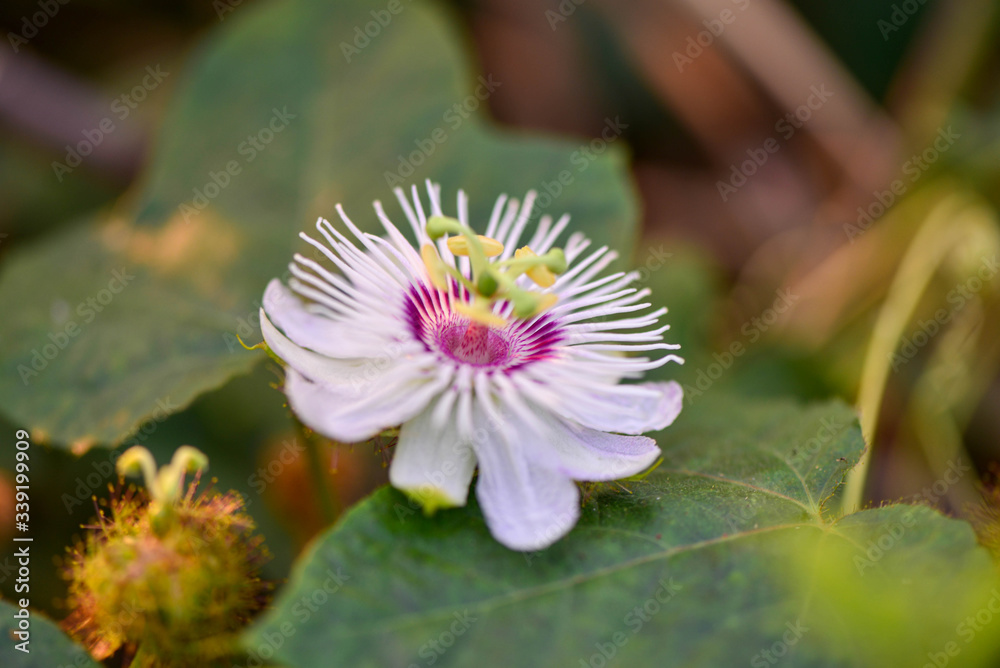 fiower Stock Photo | Adobe Stock