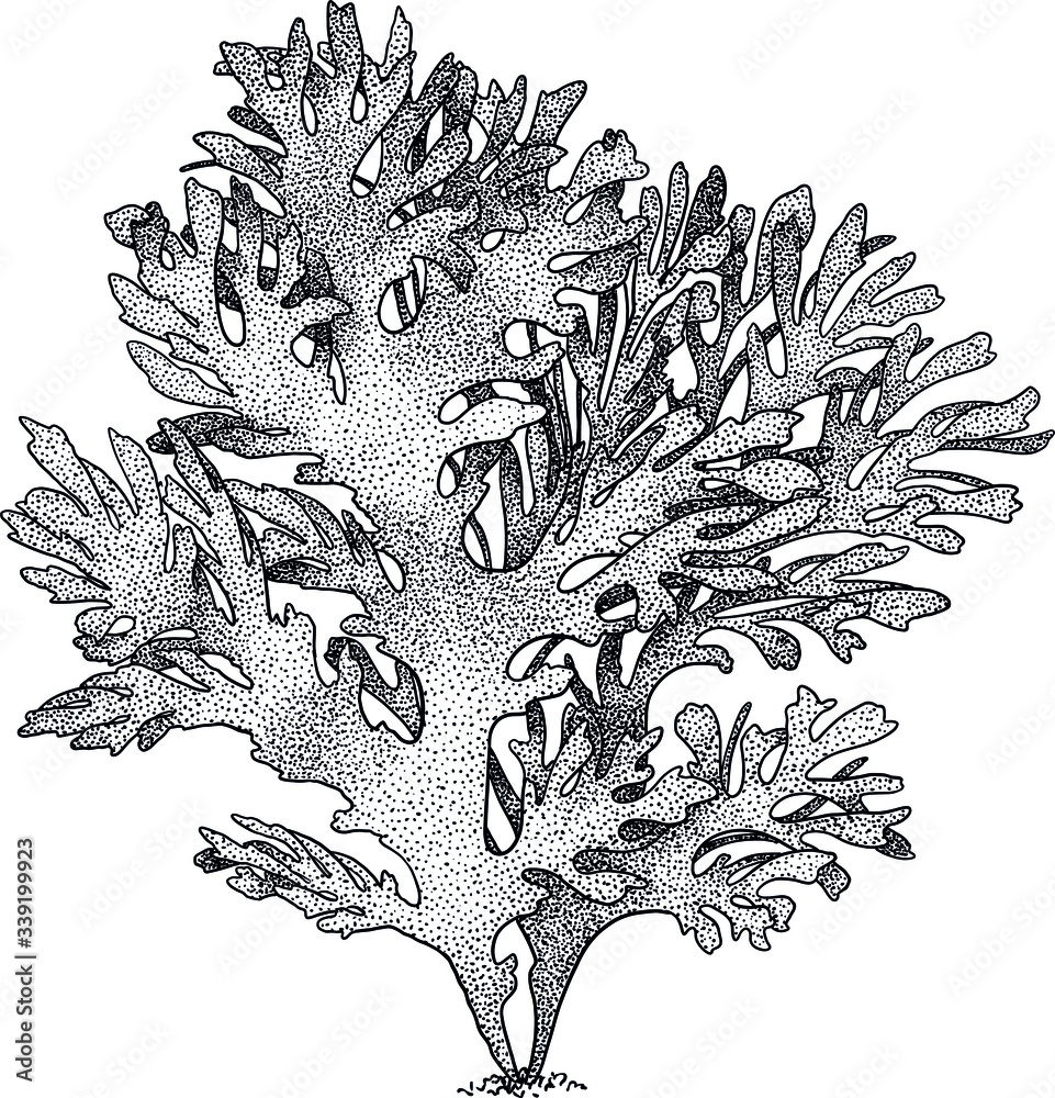 Red algae illustration, drawing, colorful doodle vector Stock Vector ...