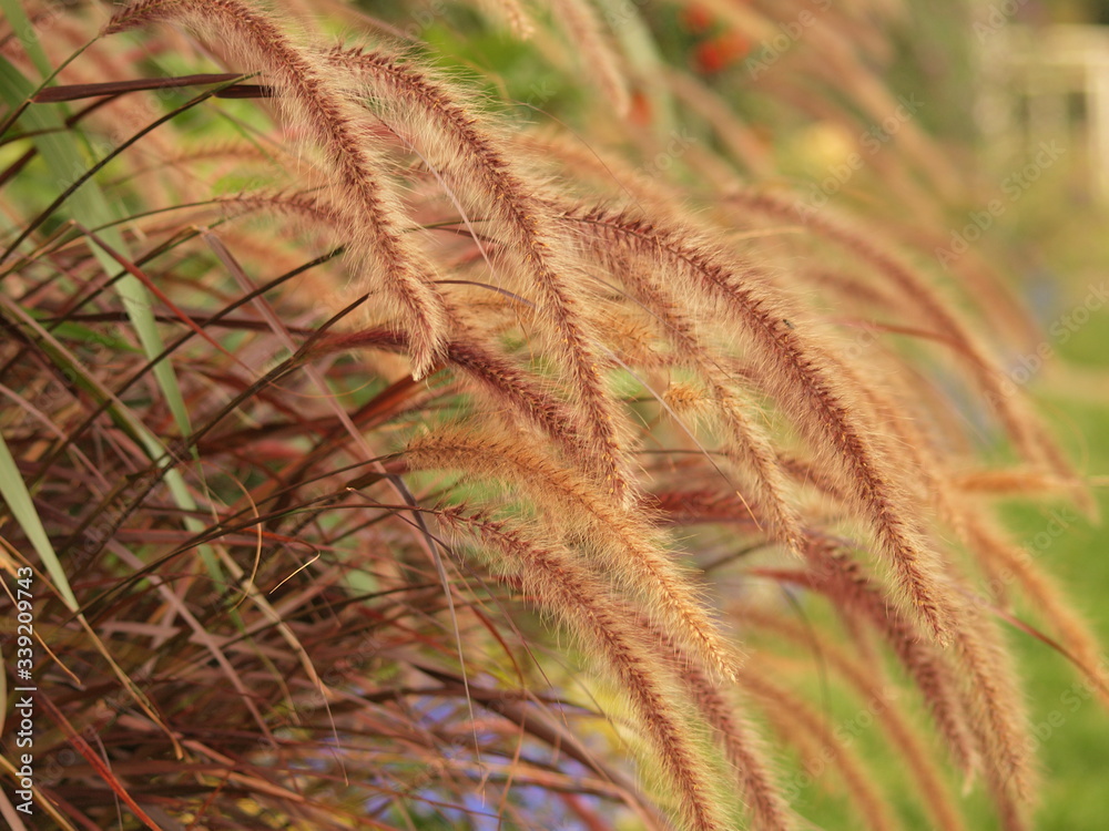 Penisetum Rubrum - rozplenica Rubrum Stock Photo | Adobe Stock
