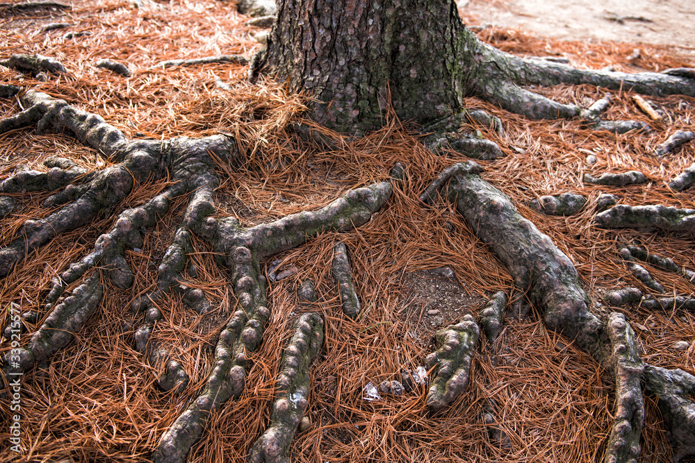 Tree roots. Daereungwon Ancient Tombs in Gyeongju-si, South Korea ...