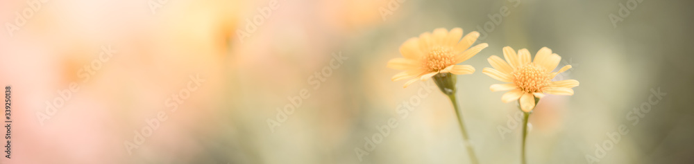 Nature of flower in garden using as cover page background natural flora ...