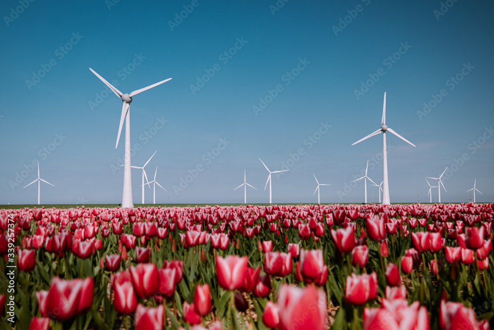 Windmill park turbines, red tulip flower field in the Netherlands, wind ...