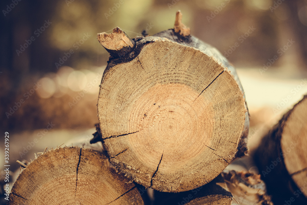 Felling a tree. Wooden logs from a pine forest, stacked in a forest ...