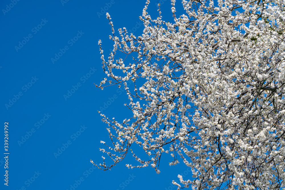 World celebrate spring with mirabelle plum blossoms and buzzing bees ...