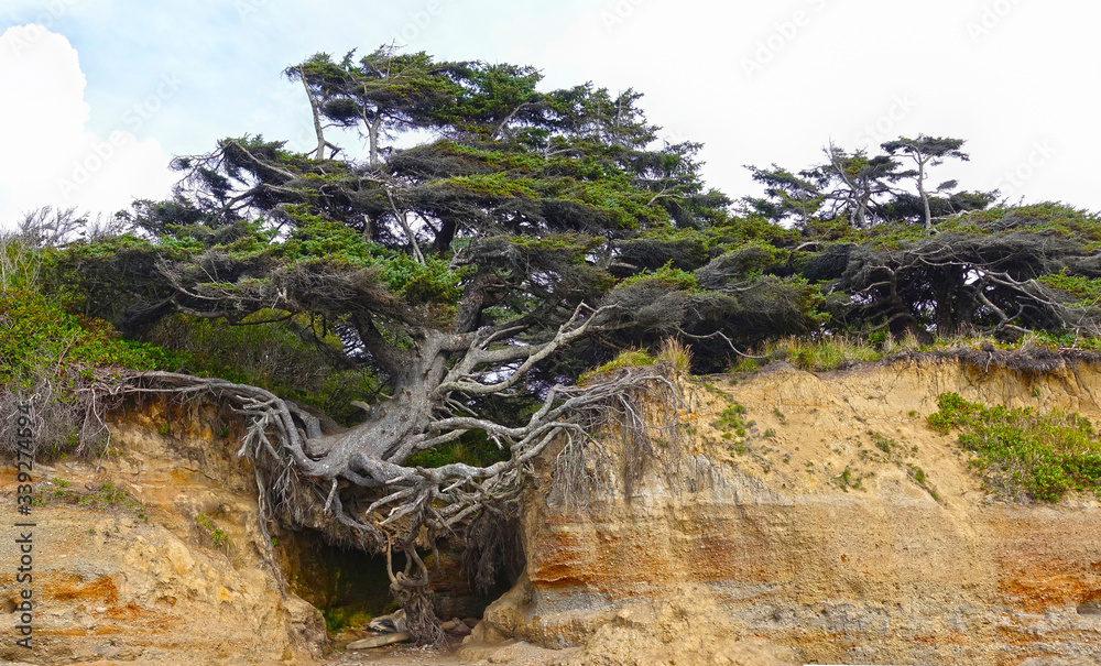 Tree of life, at Kalaloch Tree Root Cave, Olympic National Park ...