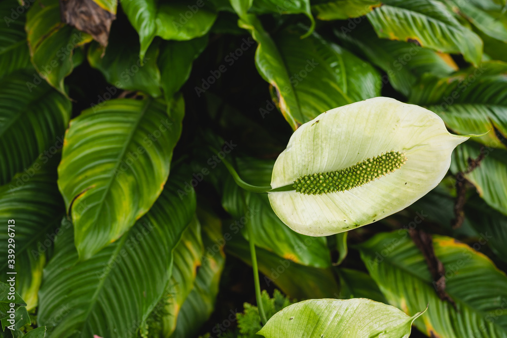 flor blanca , cuna de moises, espatifilo , flor de la paz,vela de ...