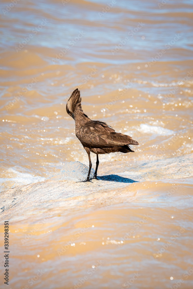 Hammerhead bird washing himself in the river in South-Africa on safari ...