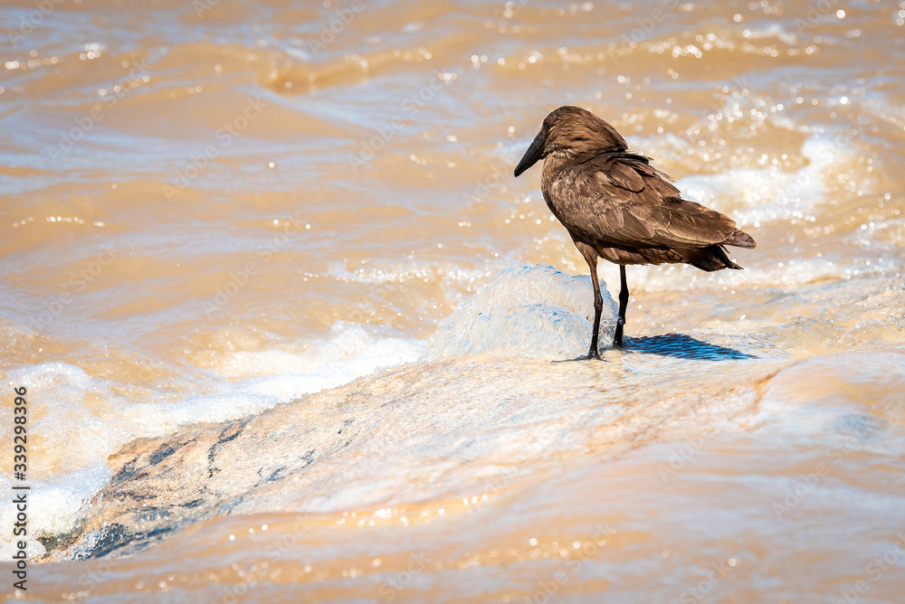 Hammerhead bird hunting for fish in the river in South-Africa on safari ...