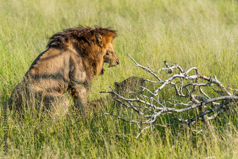 Wild lion roaring while mating with a lioness in Africa, Krugerpark ...