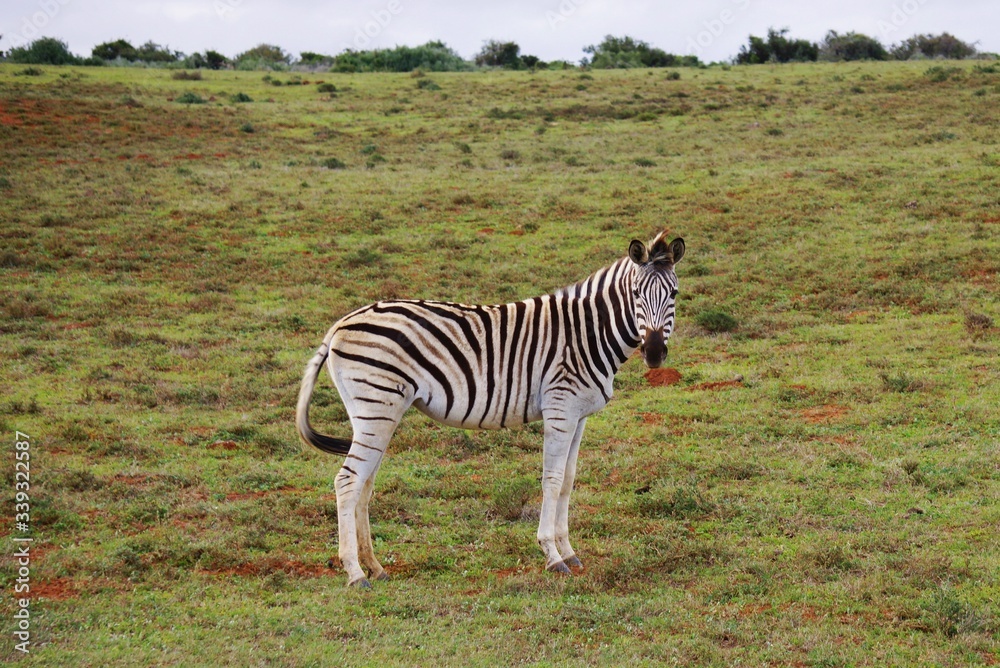 Zebra looking in the camera at Addo Elephant National Park Stock Photo ...