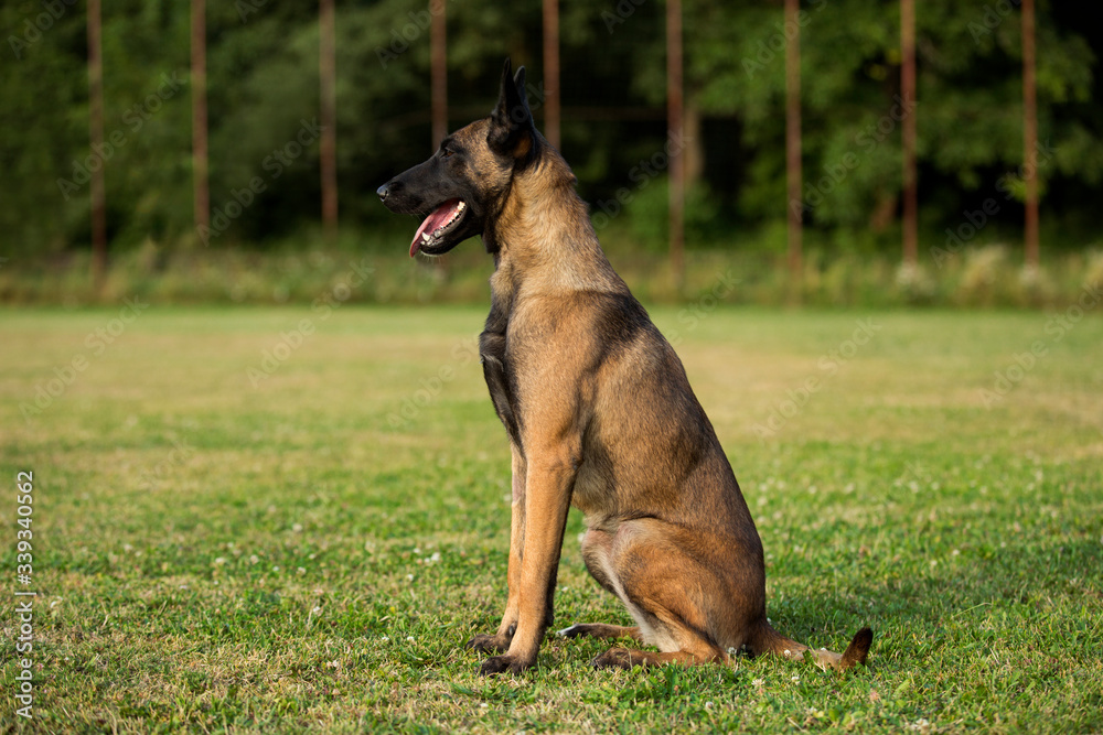 beautiful Belgian malinois dog walking, sitting and lying on grass and ...