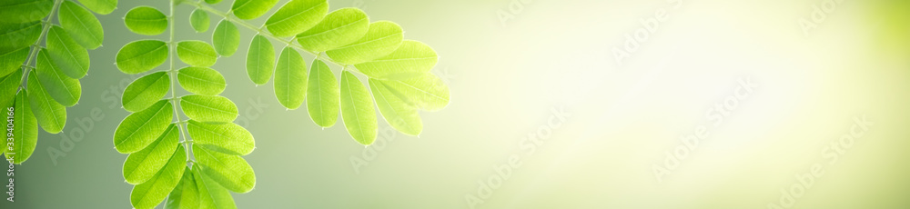 Nature of green leaf in garden at summer. Natural green leaves plants ...
