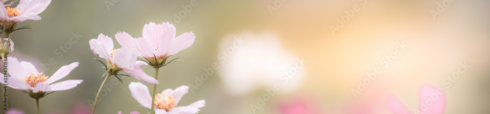 Nature of flower in garden using as cover page background natural flora ...