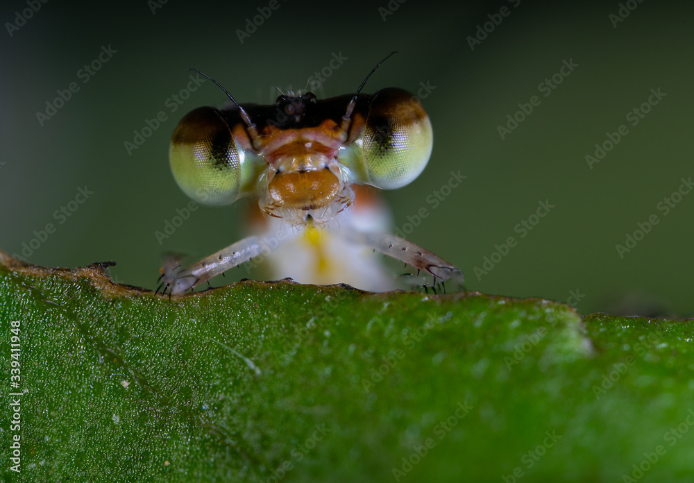 Macro photos of spiders ,hammerhead,wasp,moth,butterflies,grass hopper ...