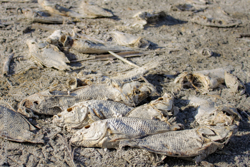 Mummified fish on the Salton Sea beach in Southern California Stock ...